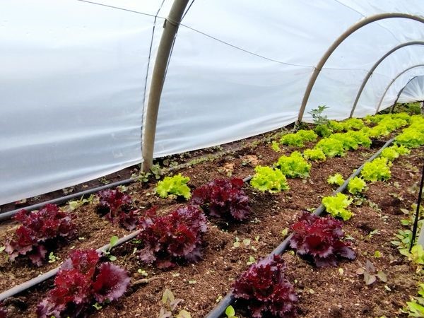 Micro invernaderos en Sonsón para proteger el medio ambiente ...